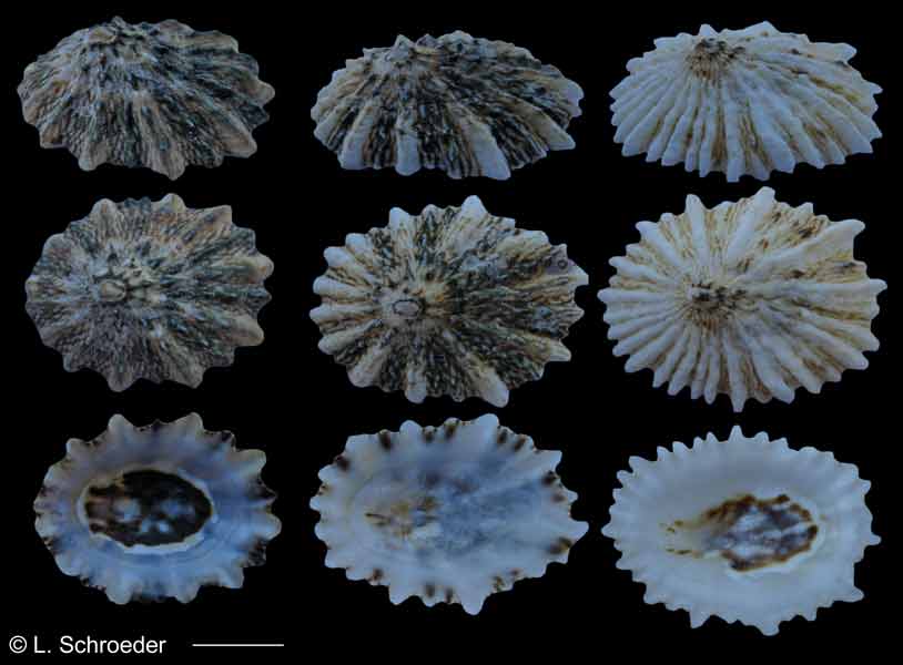 Gastropods - Acmaeidae, Lepetidae, Lottiidae, Siphonariidae, Trimusculidae